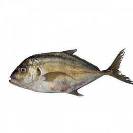 Fresh Sultan Ibrahim Fish - 1Kg (Approx)